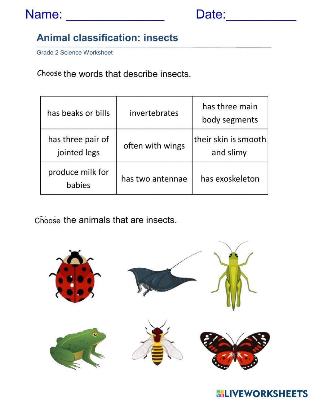 insects online exercise for | Live Worksheets