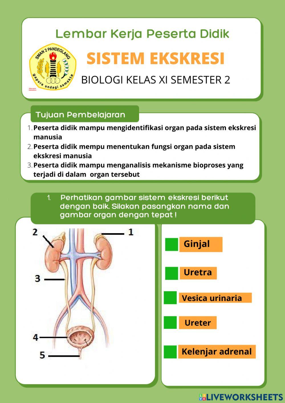 Lkpd Sistem Ekskresi Worksheet - vrogue.co Lkpd Sistem Ekskresi Worksheet - vrogue.co
