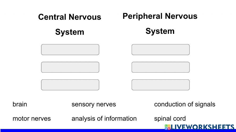 Nervous system | Free Interactive Worksheets | 1767891