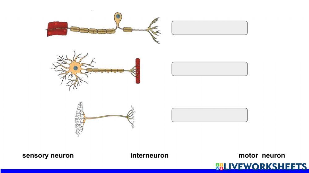 Nervous system | Free Interactive Worksheets | 1767891