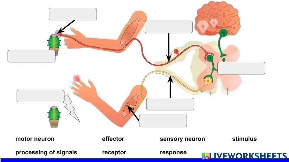 Nervous system | Free Interactive Worksheets | 1767891