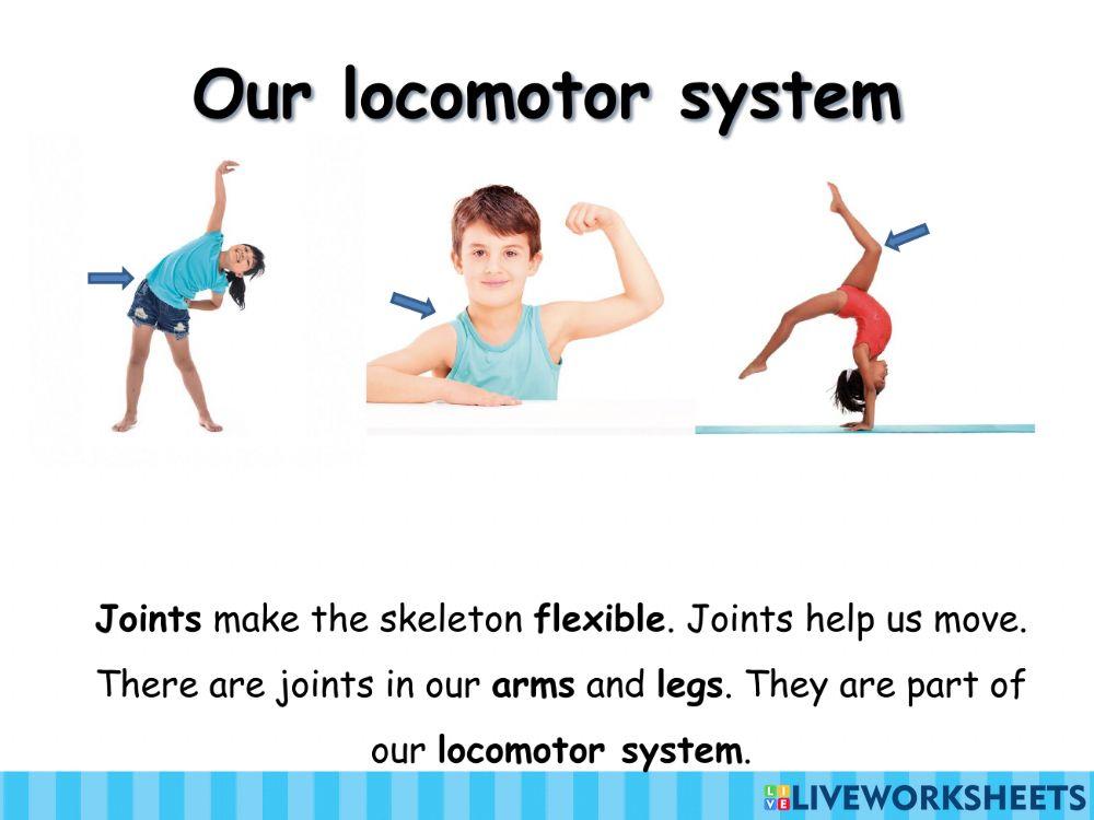 Our locomotor system 3003 | Ricardo Nicolas Cangalaya