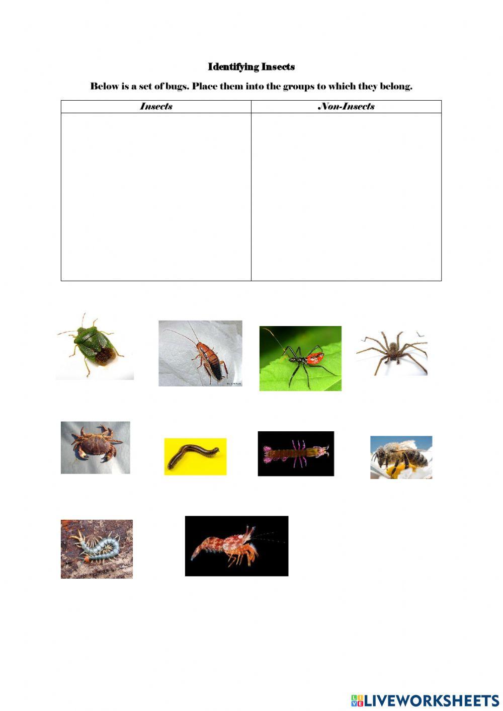 Identifying Insects online exercise for | Live Worksheets