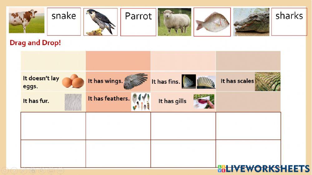Animals Types Classification worksheet | Live Worksheets