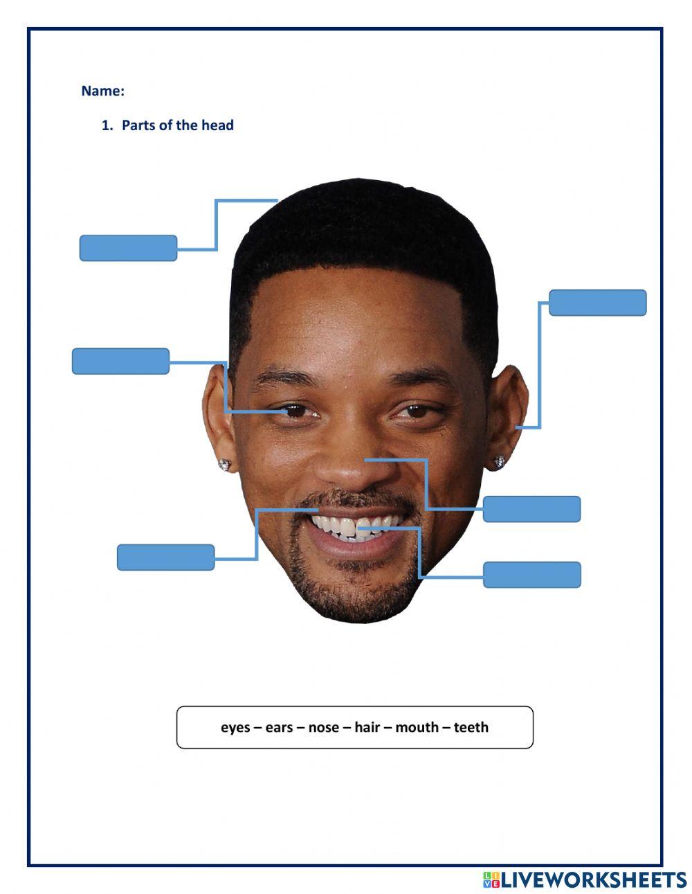 Body Parts Basic 1769707 | Heidi Vera | Live Worksheets