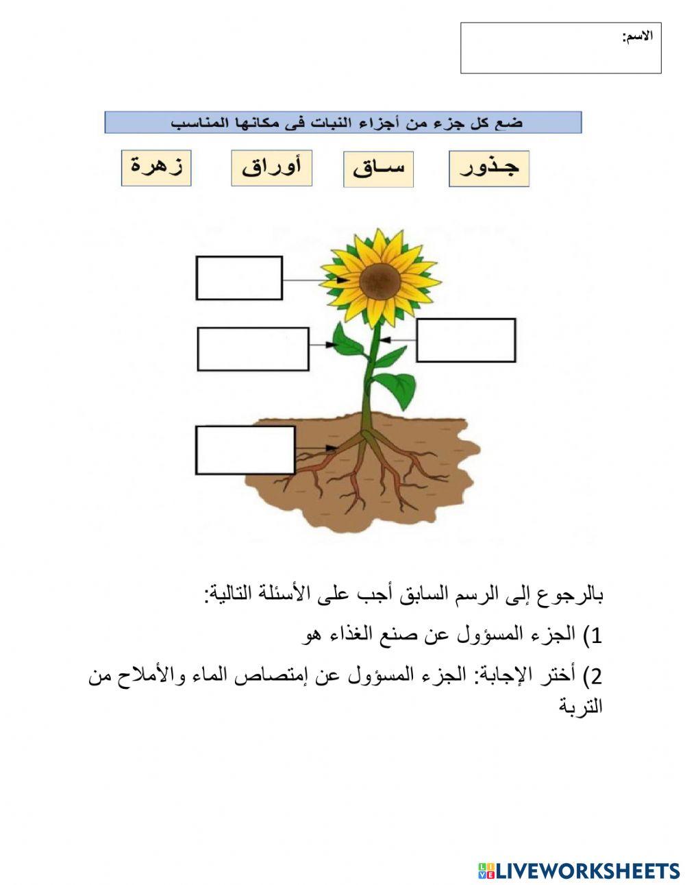 الأزهار 1772524 | alranaweee | Live Worksheets