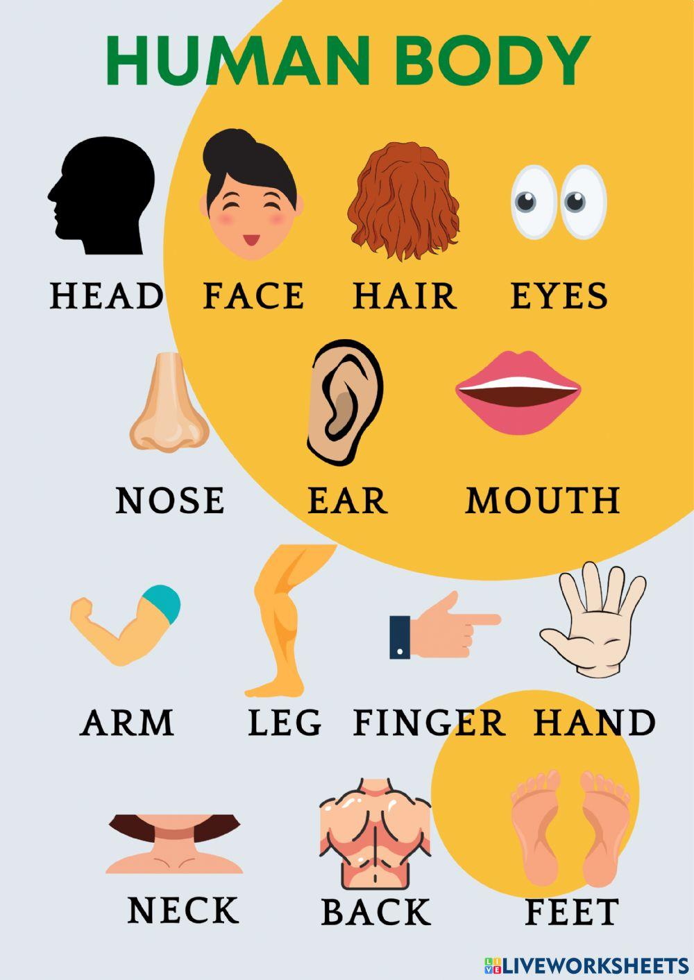 Body and Adejctives worksheet | Live Worksheets