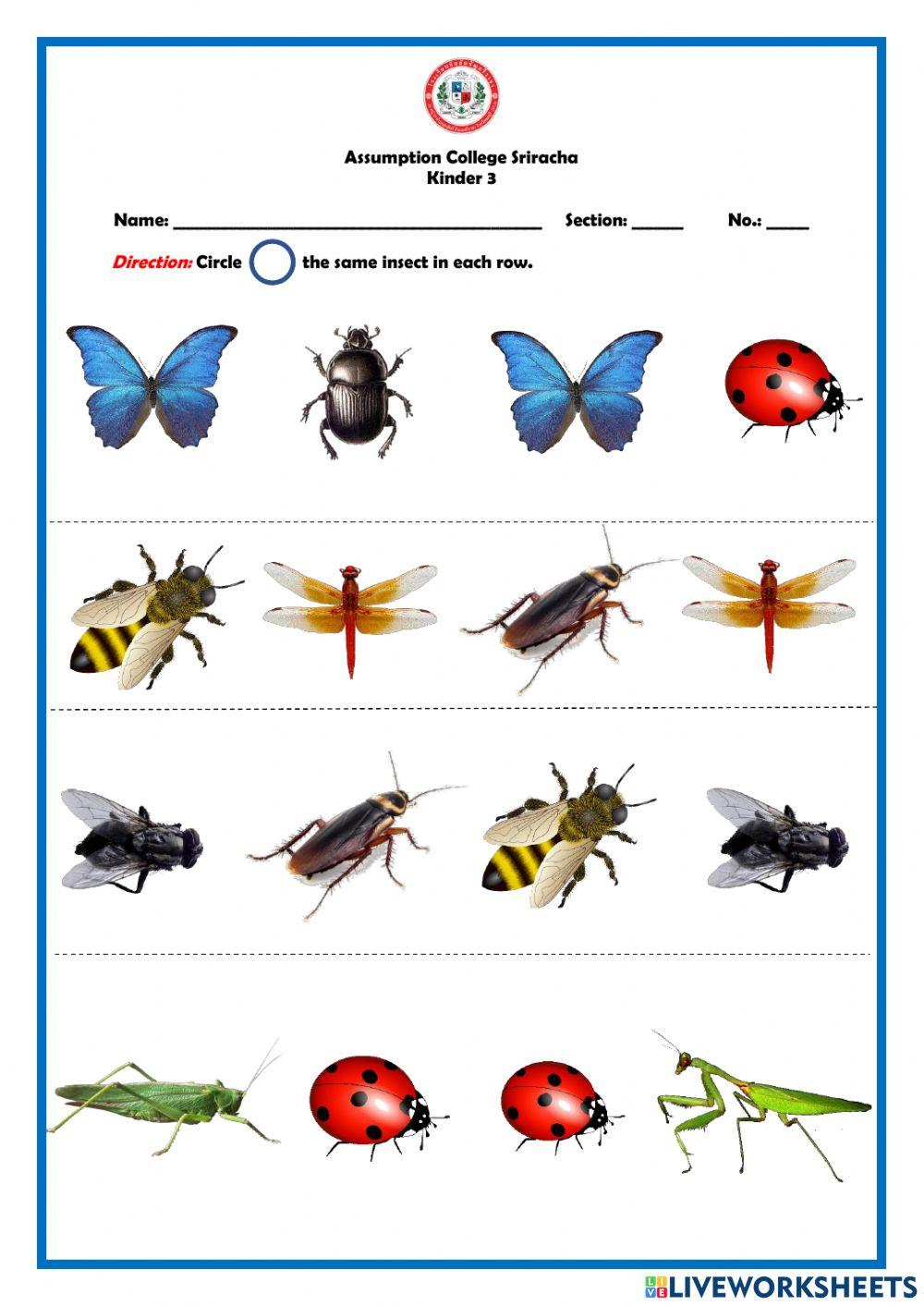 Insects online exercise for Kinder 3 | Live Worksheets