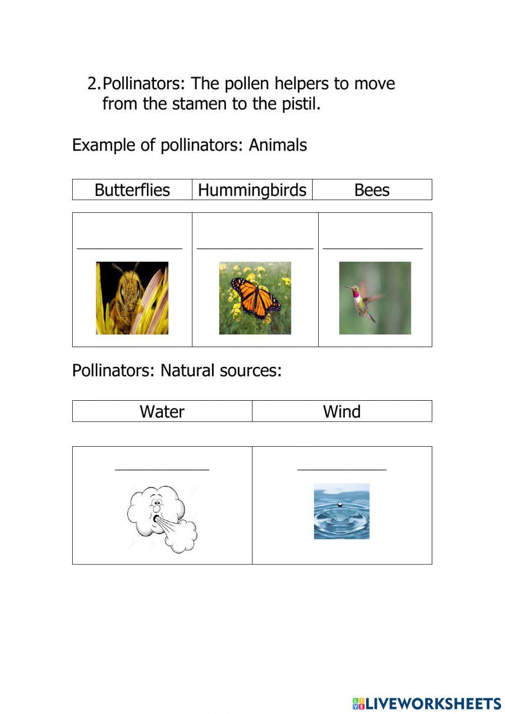 Pollination Grade 2 5272572 | Roaa Montaser Mashal | Live