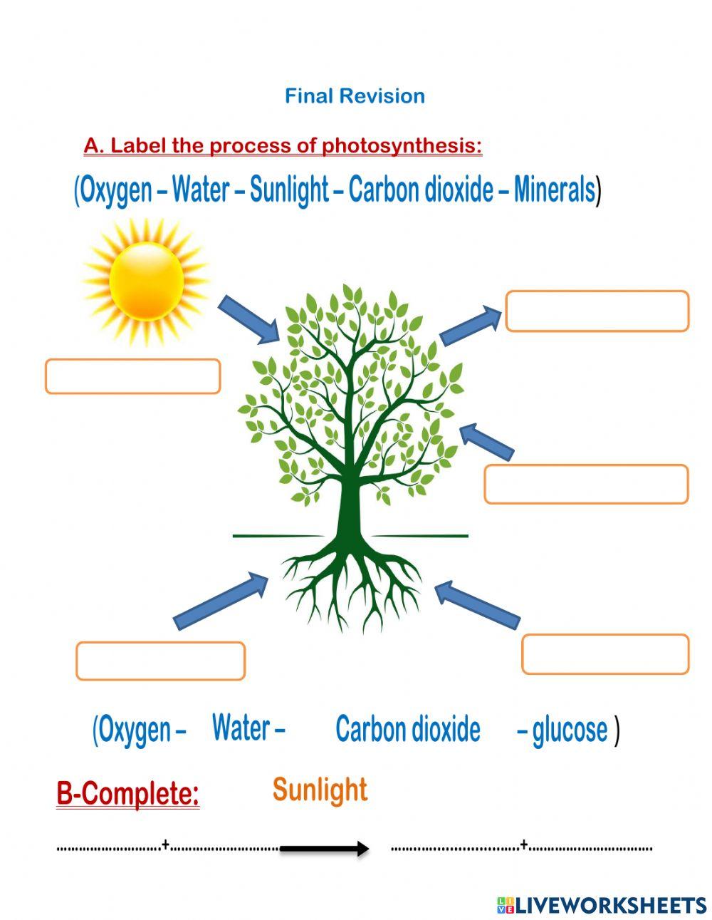 g3 Final Revision2021 F.T science online exercise for | Live Worksheets