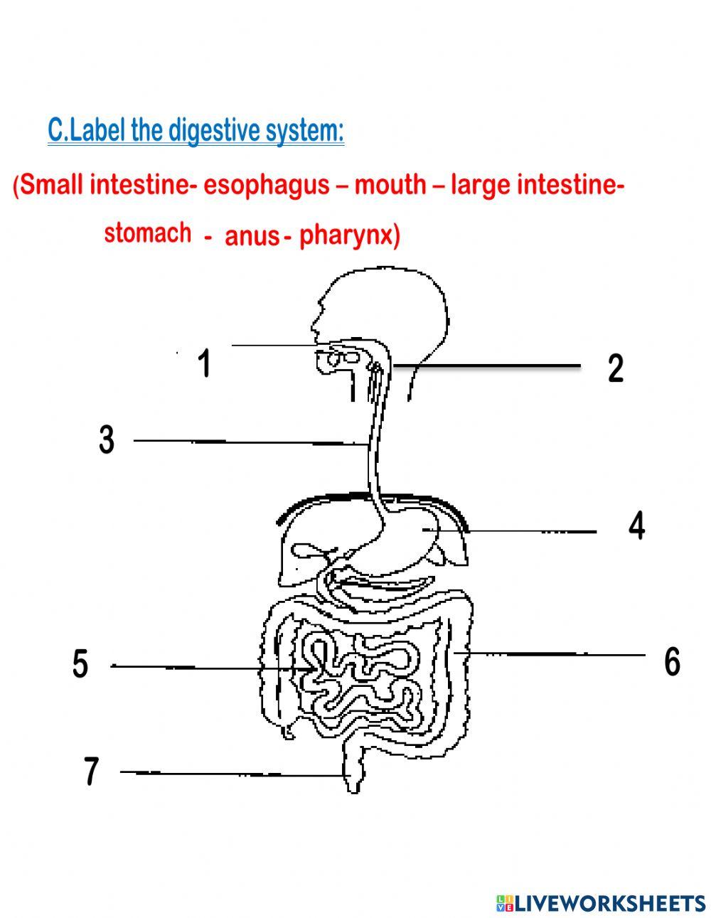 g3 Final Revision2021 F.T science online exercise for | Live Worksheets