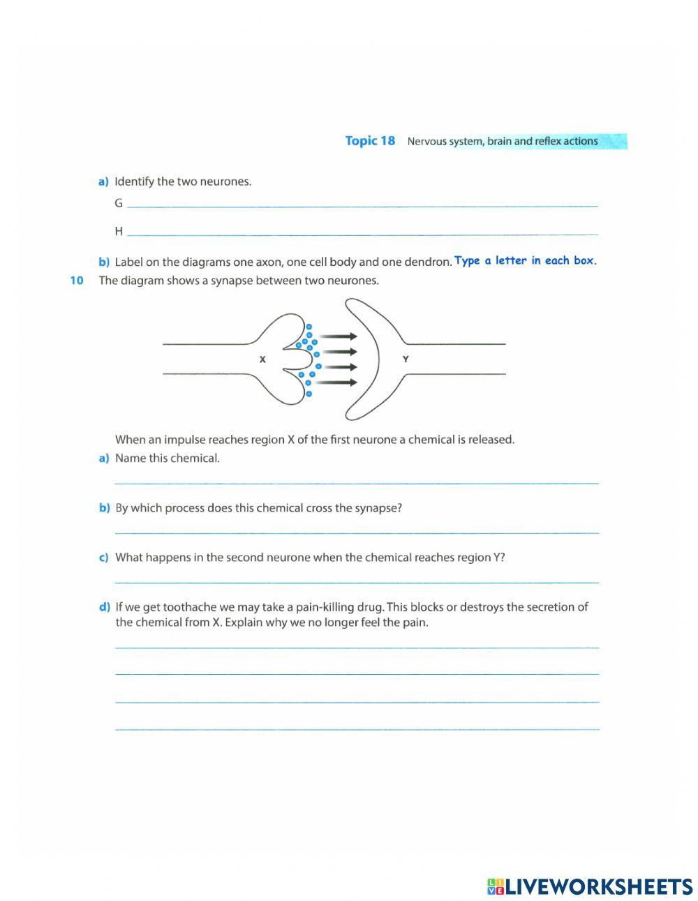 4068663 | Nervous System | Science Science