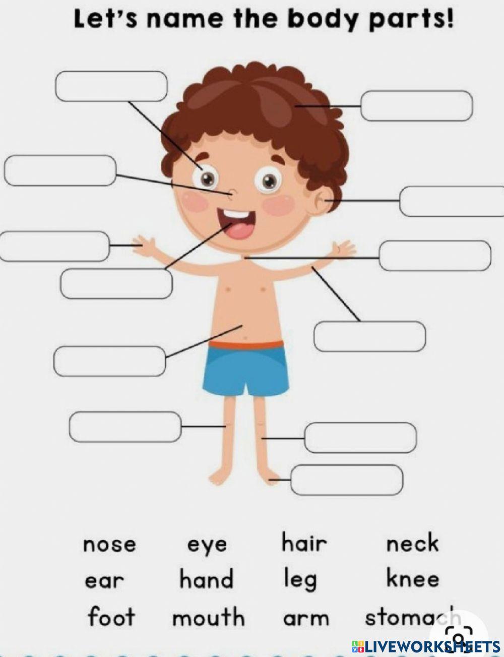 6808606 Grade 1 Body Parts Teacherangeline 6808606 Grade 1 Body Parts Teacherangeline