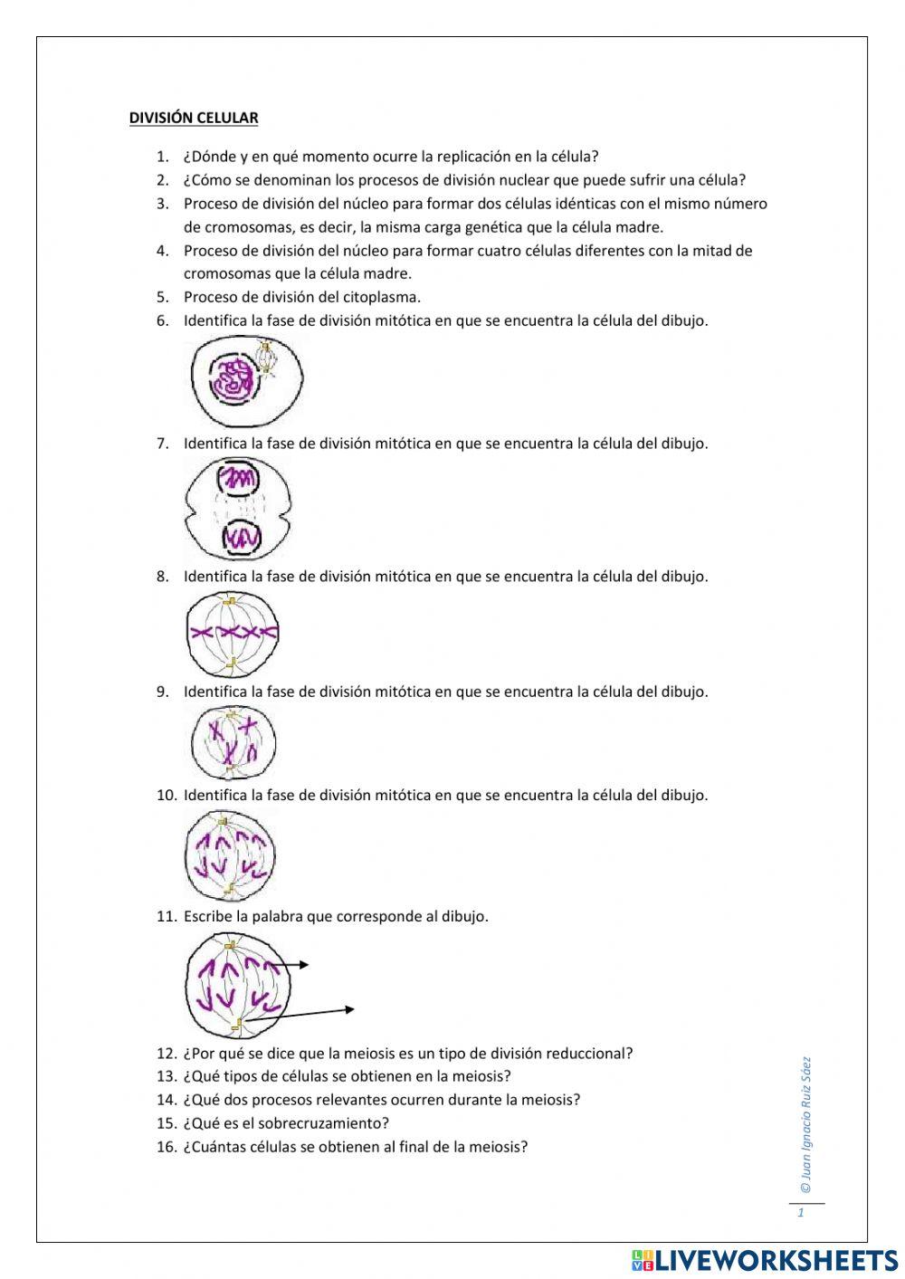 Mitosis y meiosis interactive activity | Live Worksheets