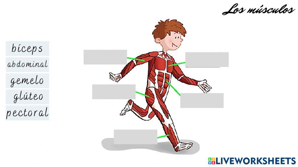 Los músculos online exercise for | Live Worksheets