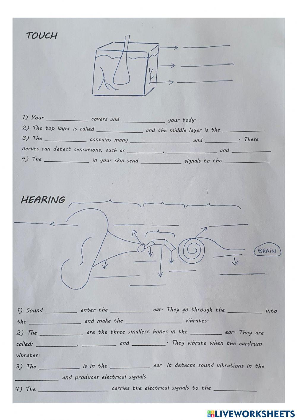 The senses online exercises online exercise for | Live Worksheets