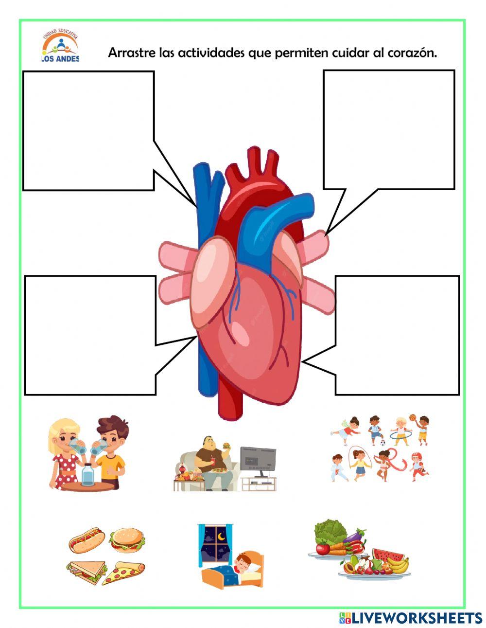 Ejercicio del corazón. online exercise for | Live Worksheets
