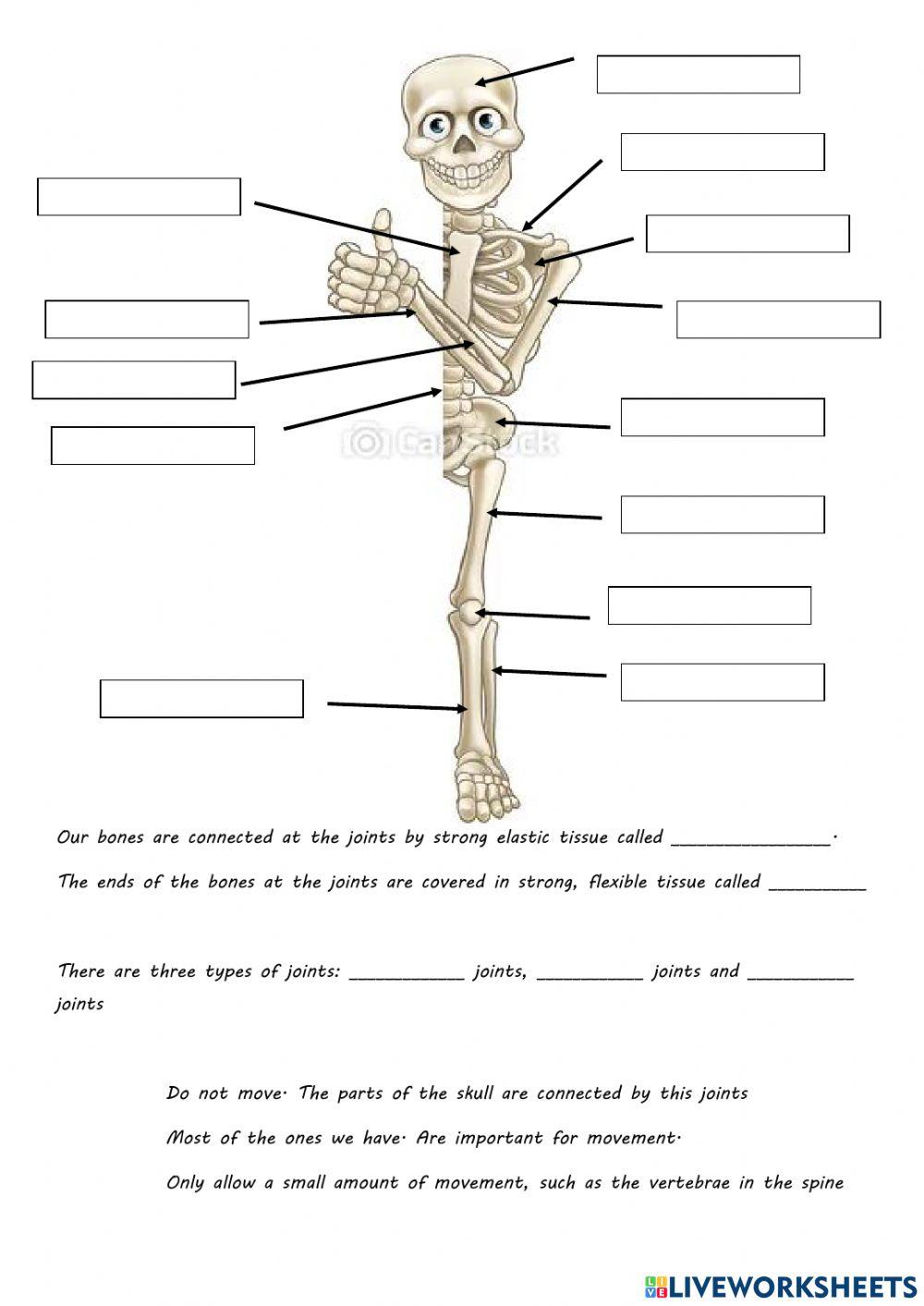 2178291 | The skeleton | profe3 | LiveWorksheets