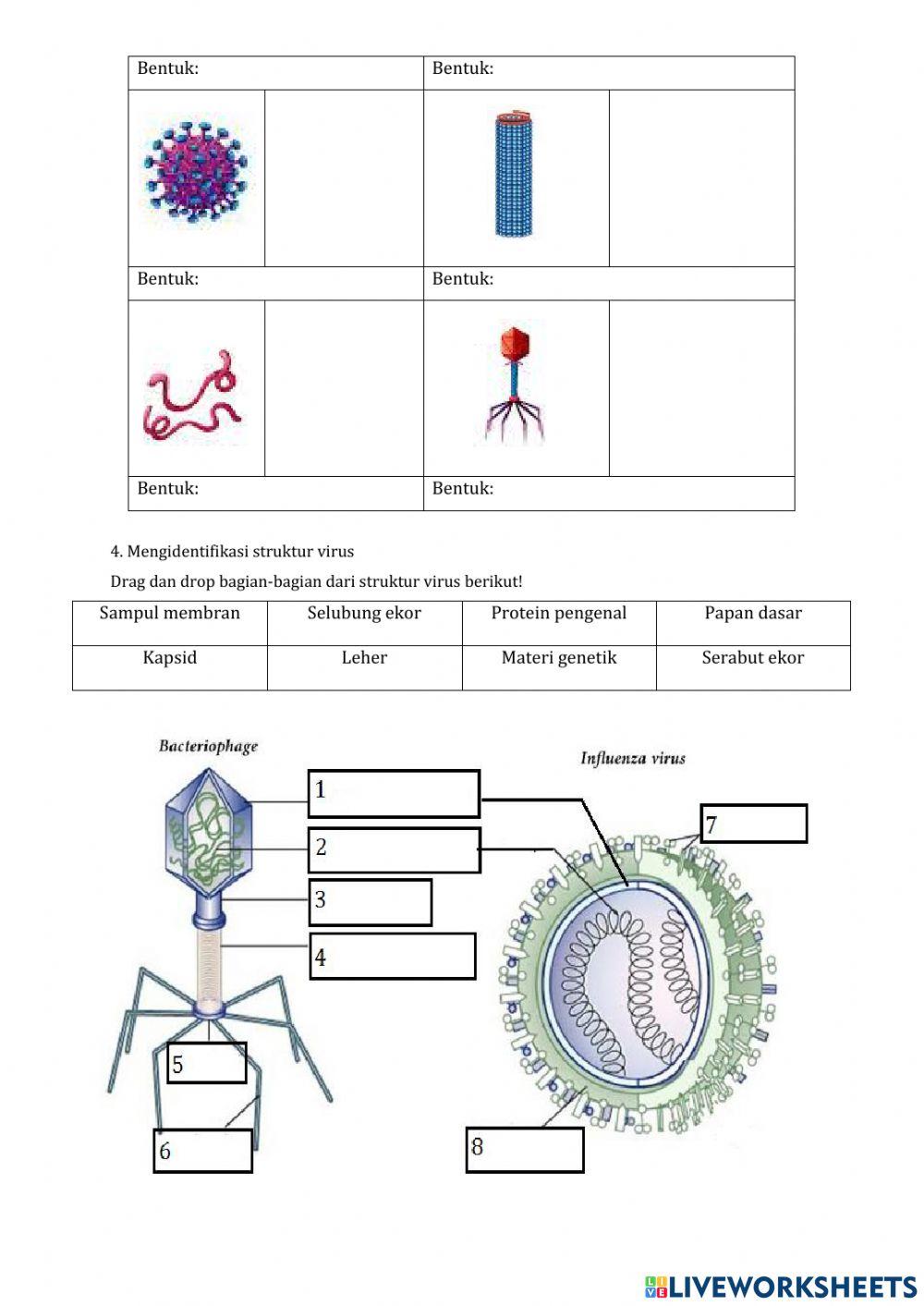 Biologi online activity for X | Live Worksheets