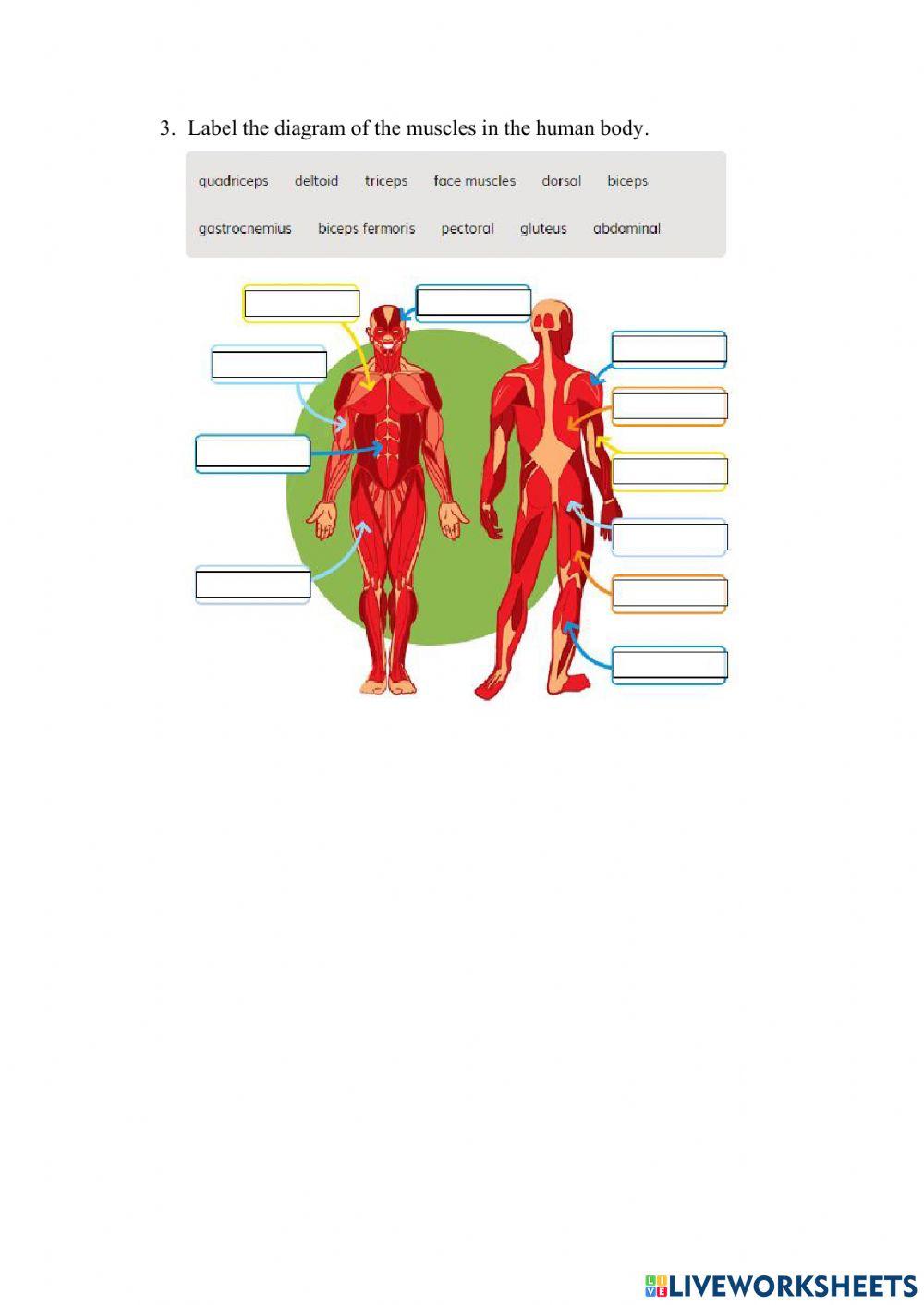 1.3 Interaction. Locomotor System worksheet | Live Worksheets
