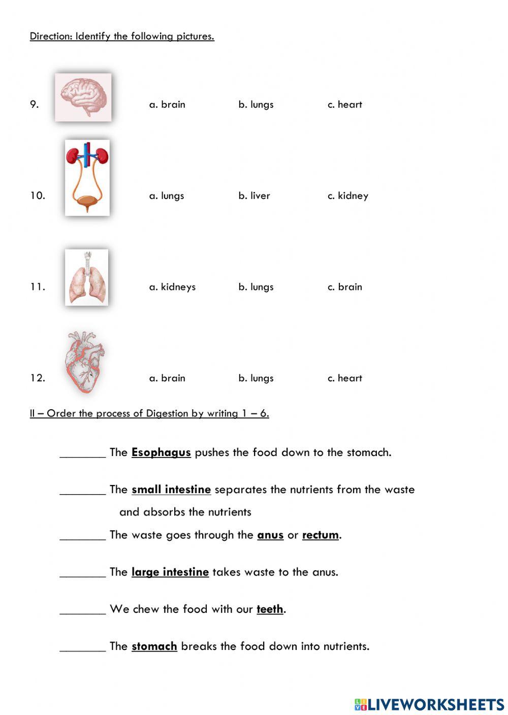 Vital organs | Live Worksheets