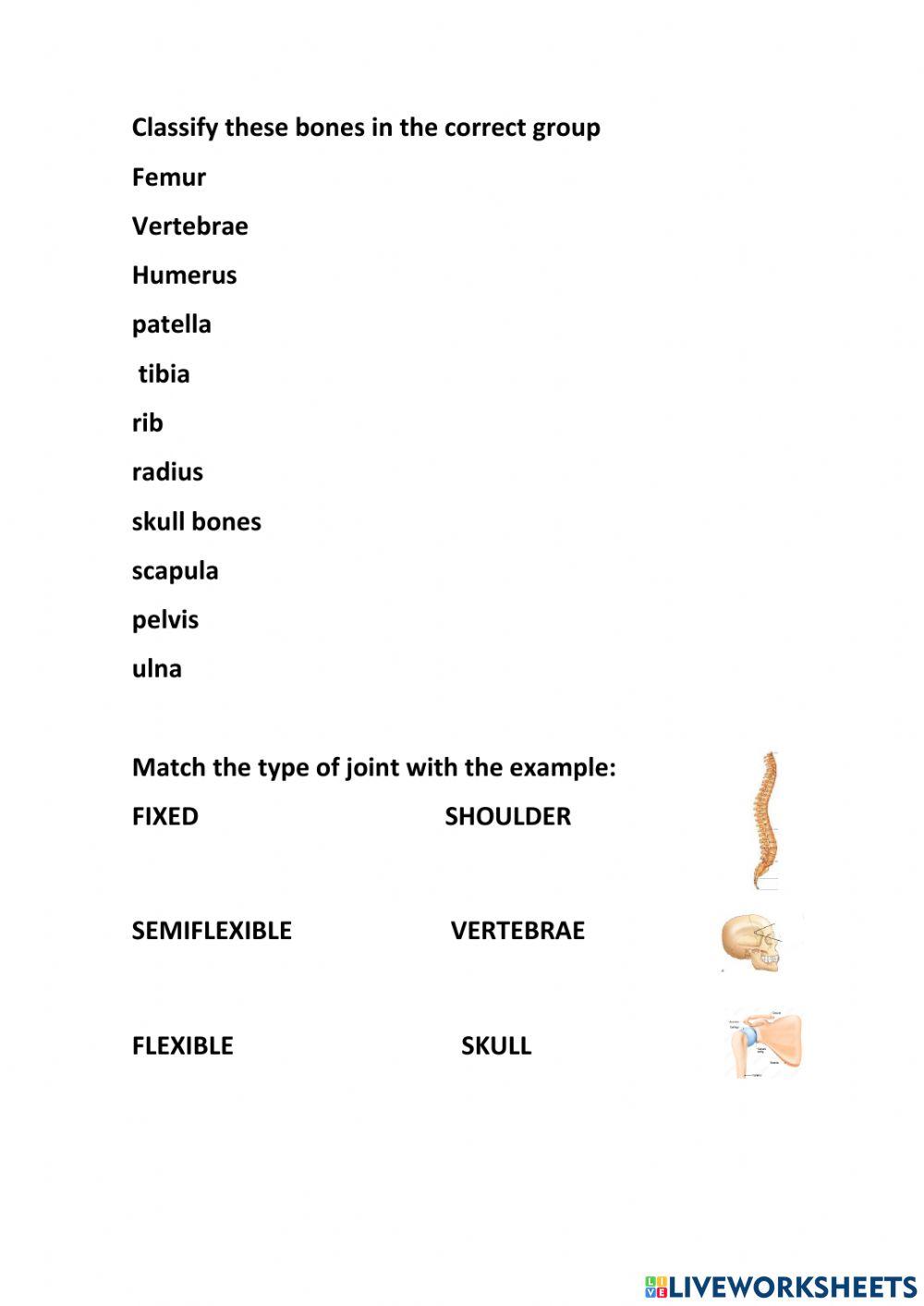 The locomotor system online activity for 4-6 grade | Live Worksheets