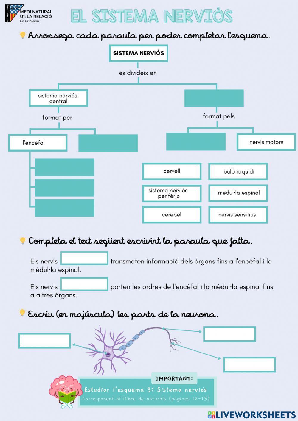 Naturals T1.El sistema nerviós worksheet | Live Worksheets