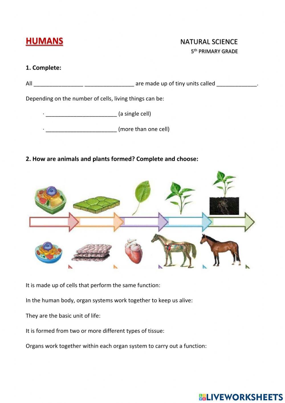 2187906 | 3º. 1 - Humans | HelenaW | LiveWorksheets