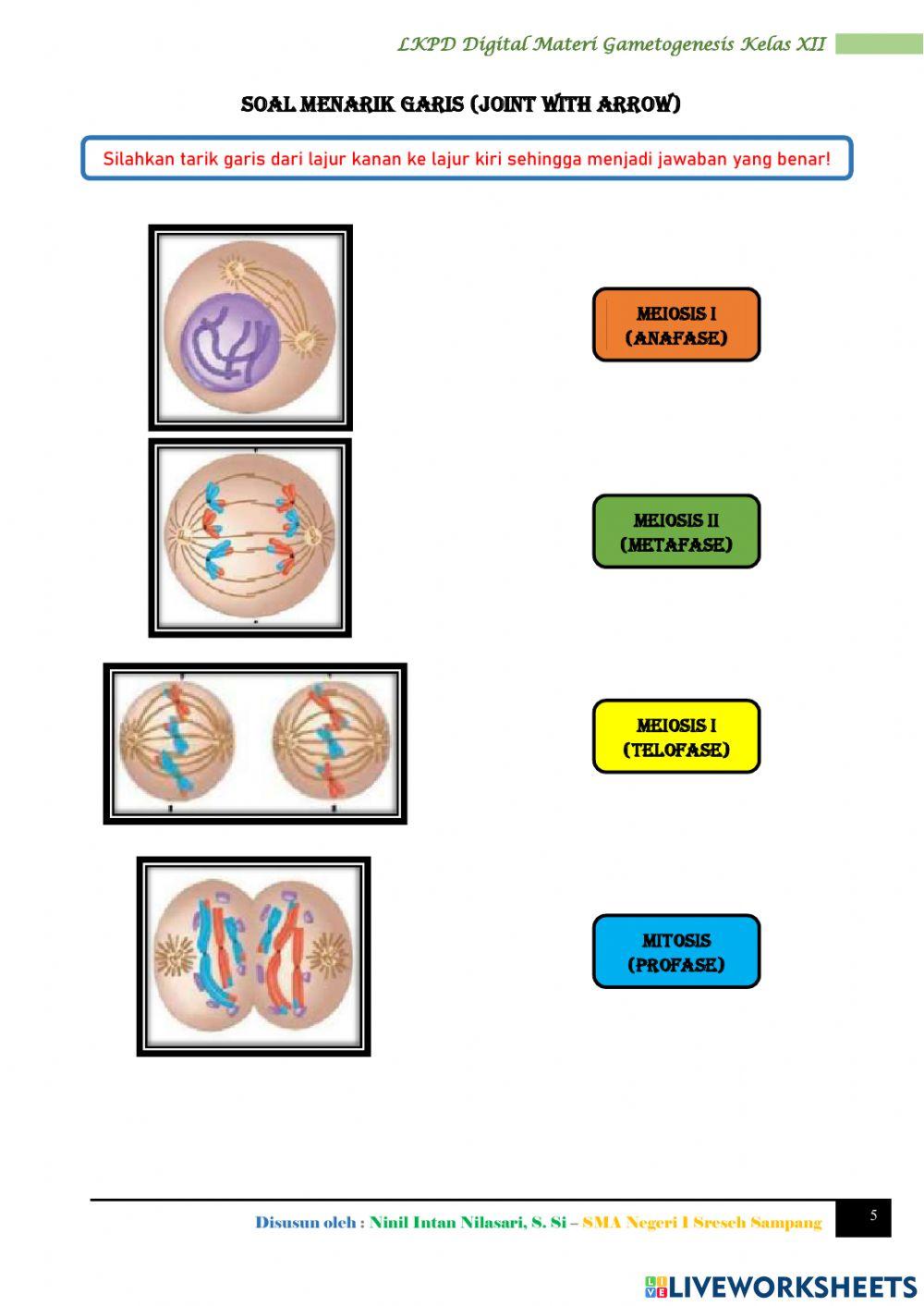 2188045 | LKPD Digital Biologi (Gametogenesis) | Ninil