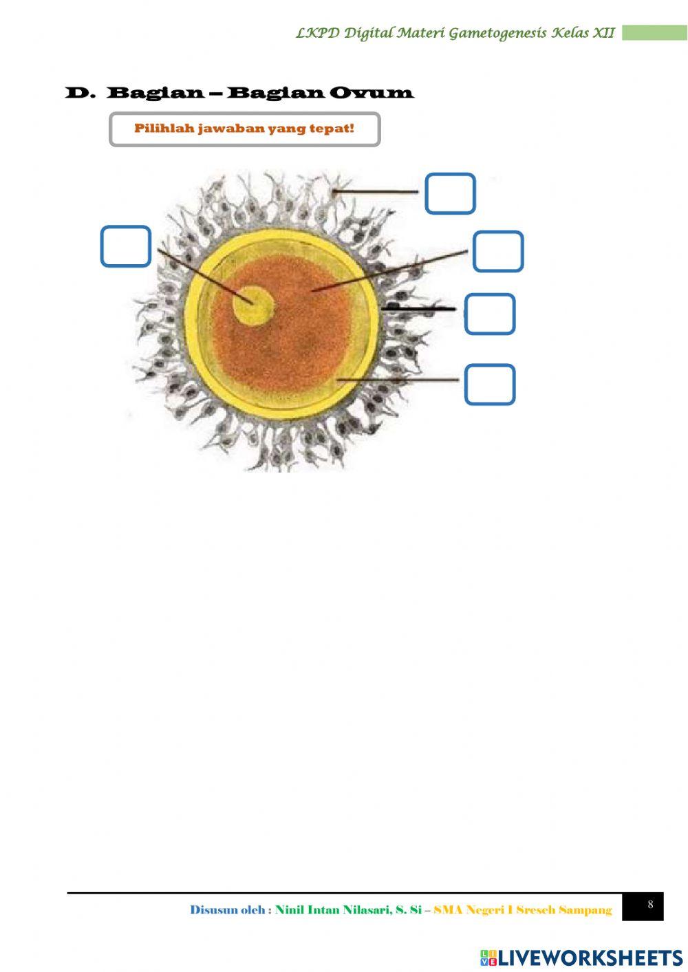 LKPD Digital Biologi (Gametogenesis) | LiveWorksheets