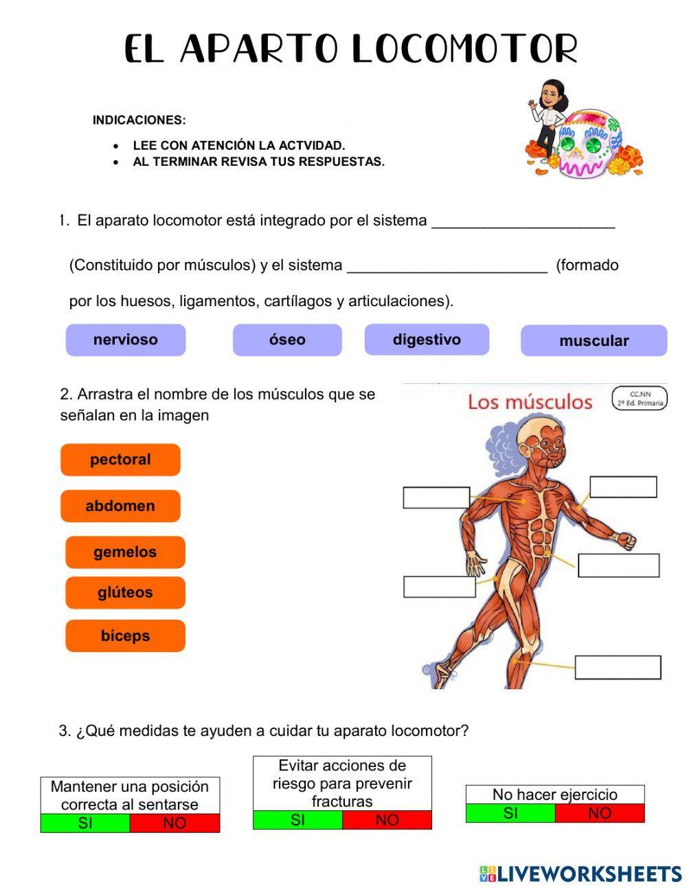Aparato locomot… | Free Interactive Worksheets | 2189873