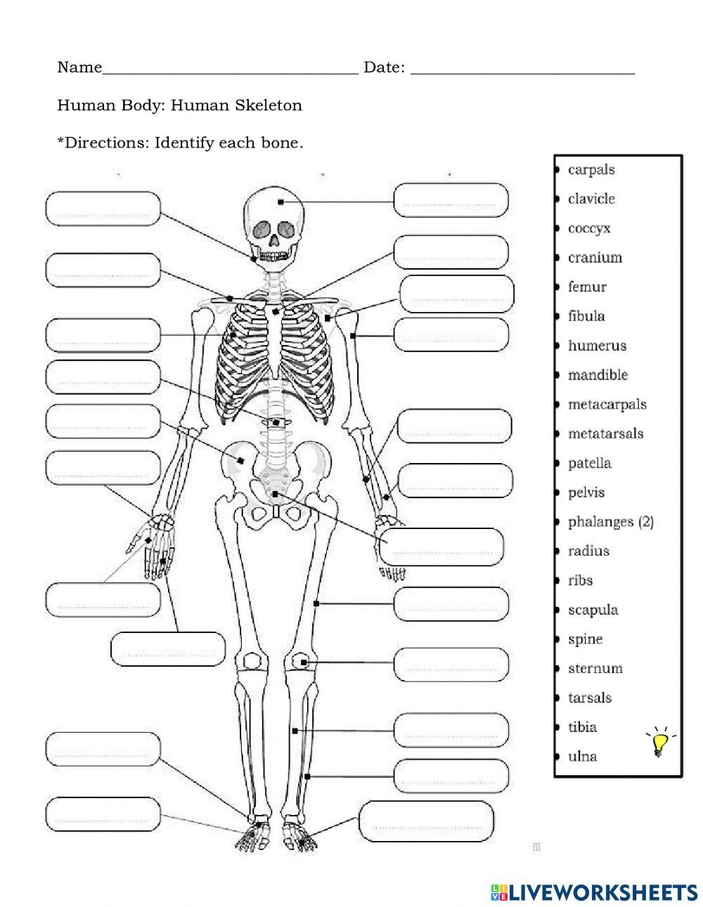Skeleton Quiz 2879342 | acartagena | Live Worksheets