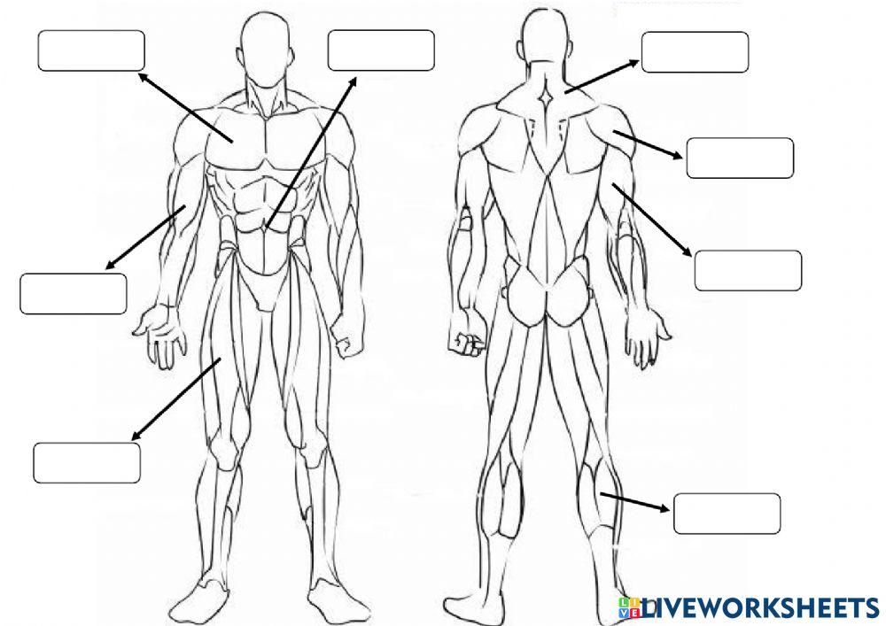 Muscles activity for 3º | Live Worksheets
