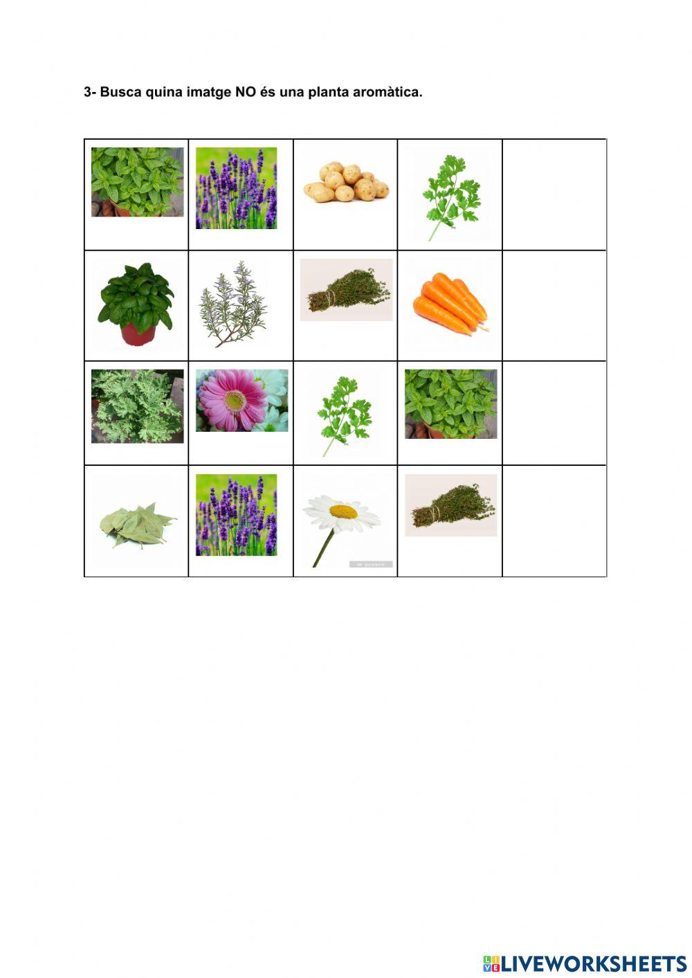 VOCABULARI: PLA… | Free Interactive Worksheets | 5359064