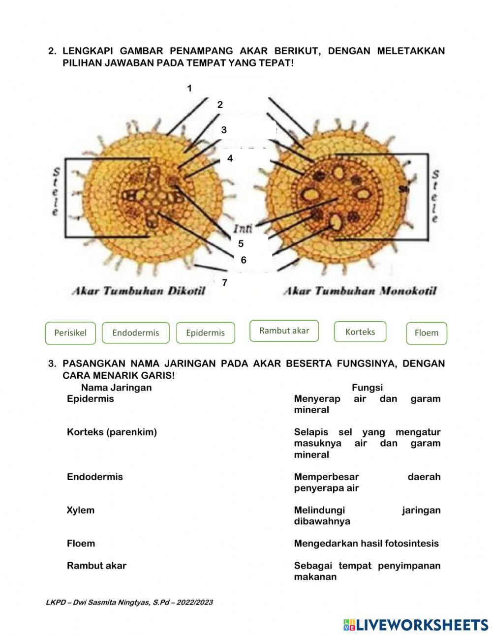 Struktur dan fungsi jaringan pada akar dan batang worksheet | Live ...