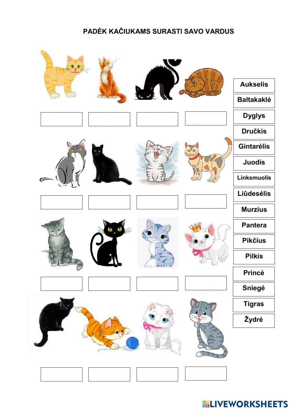 Pasaka „Katino vardas“ worksheet | Live Worksheets