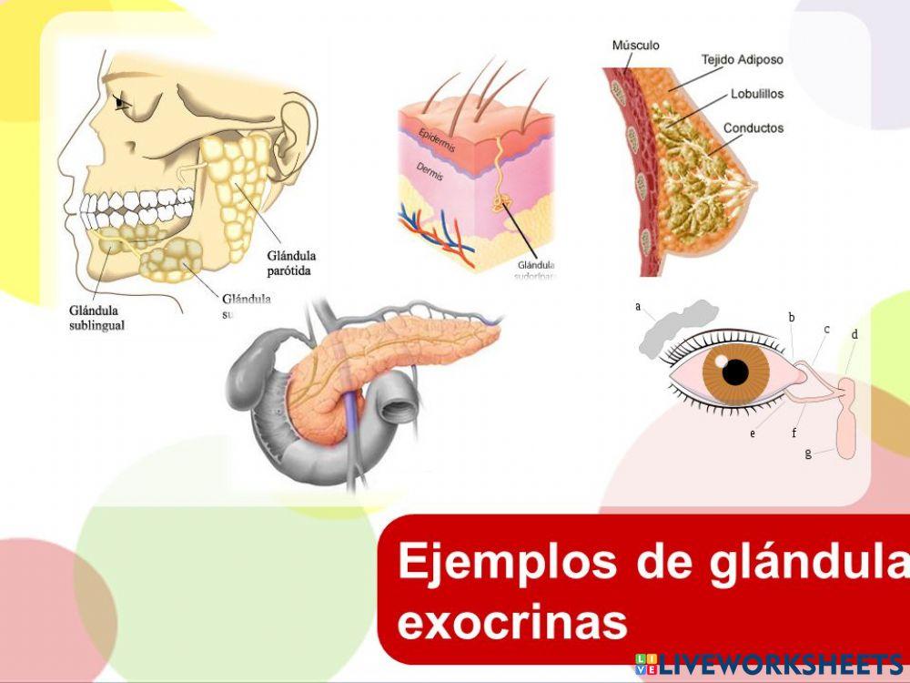 Glándulas exocrinas worksheet | Live Worksheets