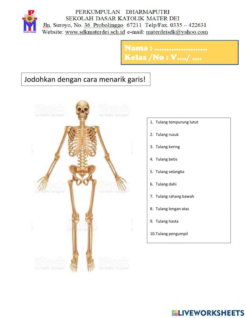 Rangka Manusia free exercise | Live Worksheets