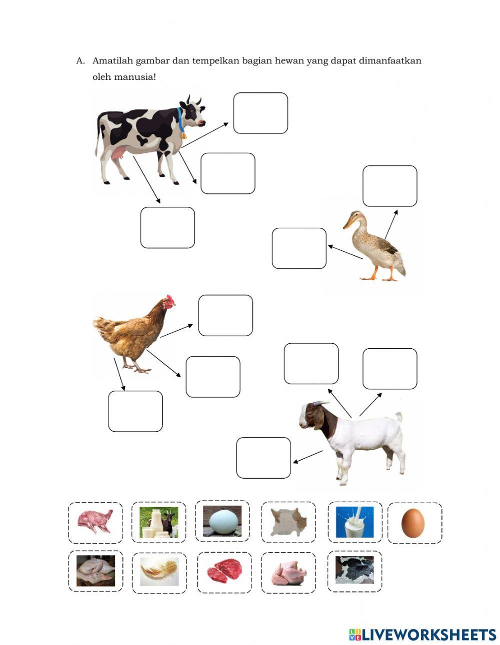 Manfaat Hewan online worksheet | Live Worksheets