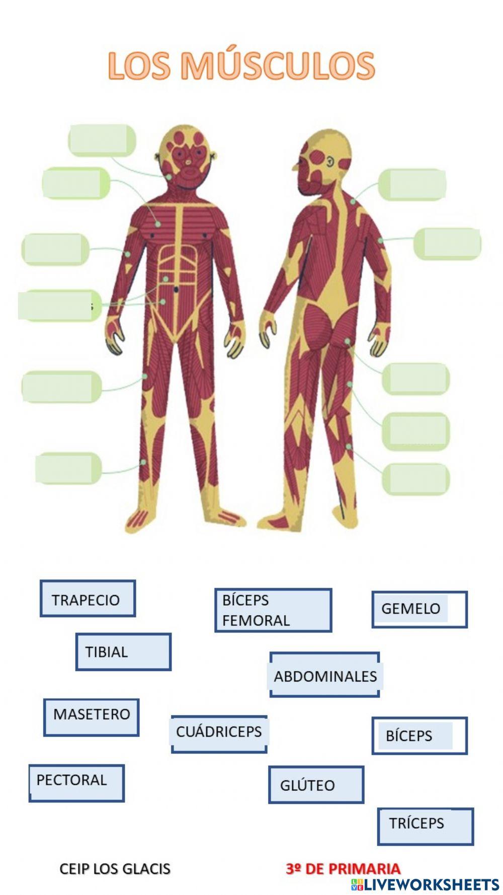 Los músculos online activity for 3º | Live Worksheets