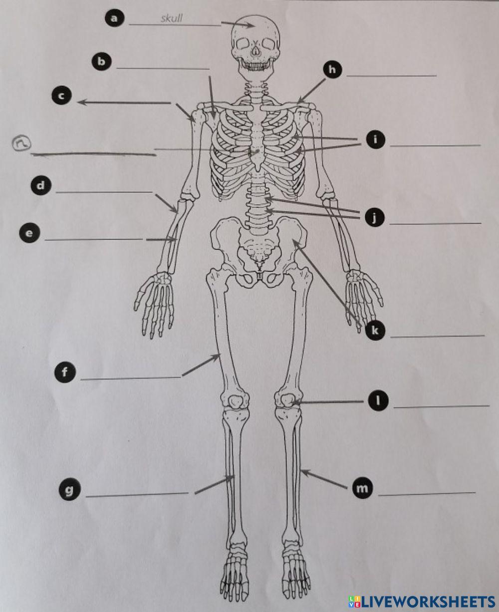 Bones online exercise for 6º | Live Worksheets