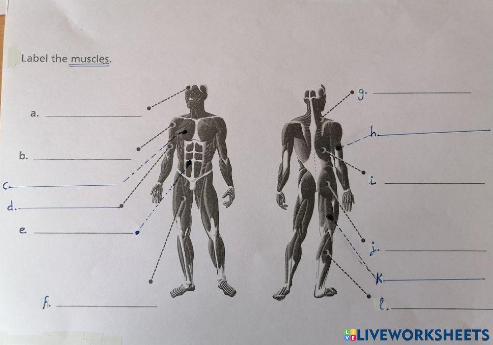 Muscles online worksheet for 6º | Live Worksheets