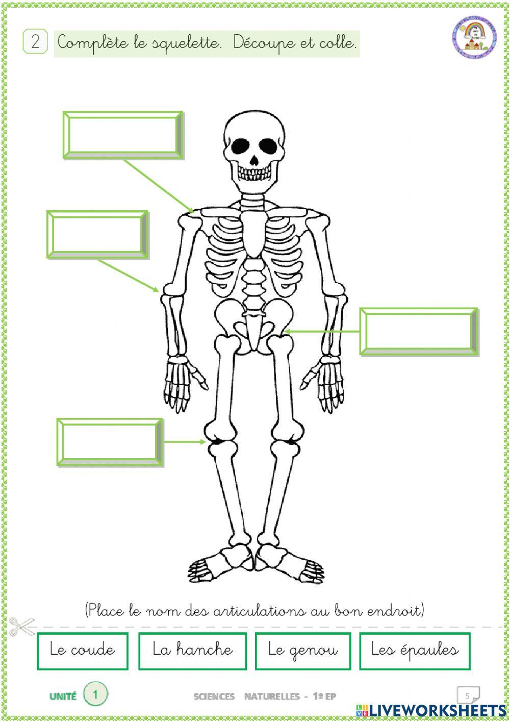 Les articulations.Complète le squelette. 2170434 | MARTA