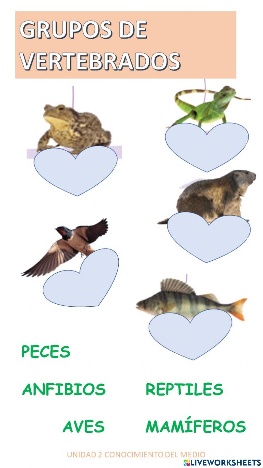 Los vertebrados online worksheet for 3º | Live Worksheets