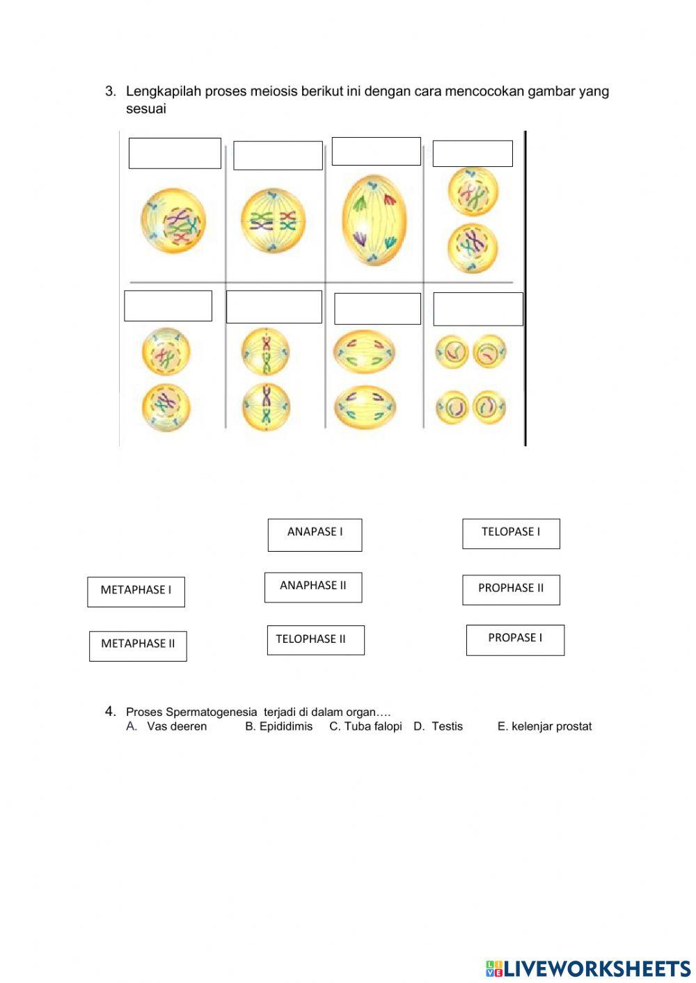 Biologi online exercise for 3 | Live Worksheets