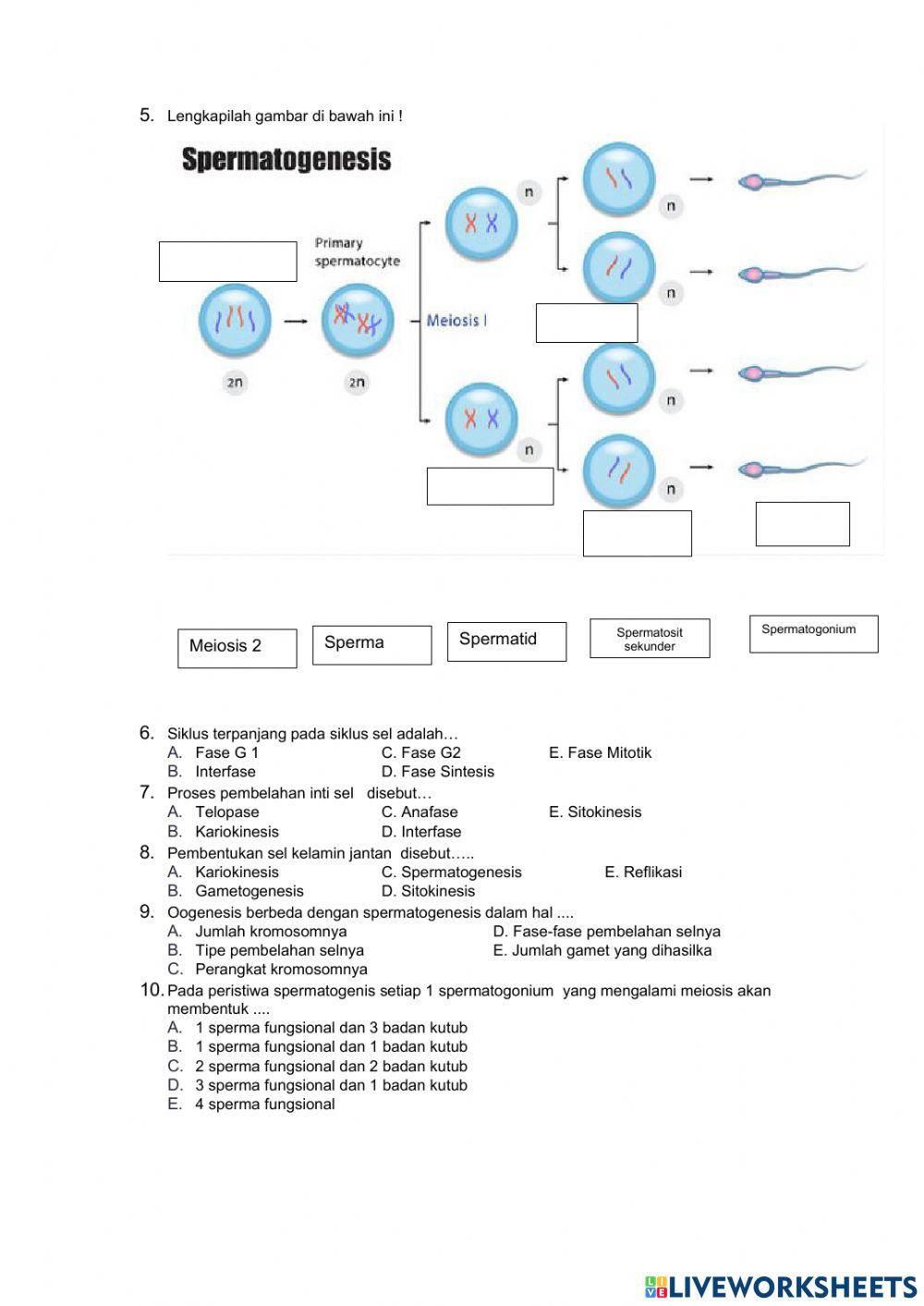 Biologi online exercise for 3 | Live Worksheets