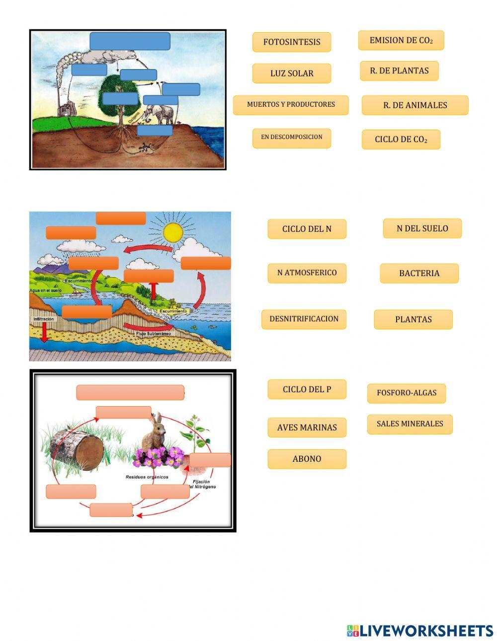 2207841 | Ciclos biogeoquimicos | porfidio flores