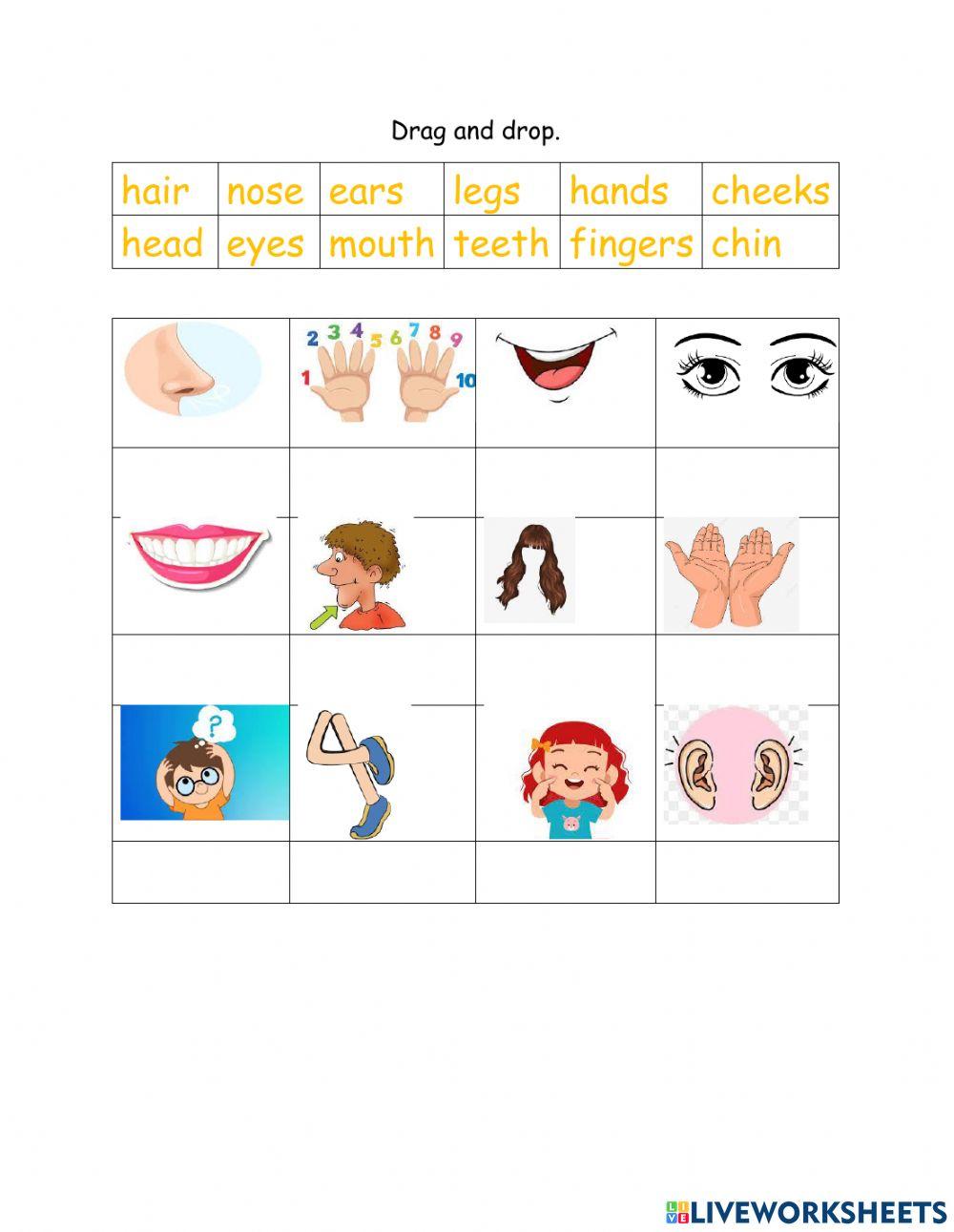 Drag&drop body worksheet | Live Worksheets