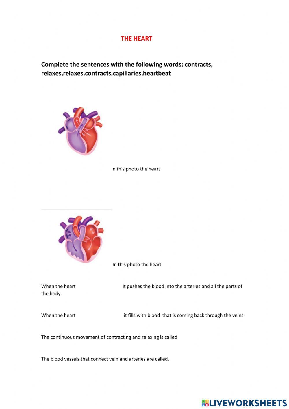 The Circulatory System Interactive Activity Live Worksheets, 58% OFF The Circulatory System Interactive Activity Live Worksheets, 58% OFF