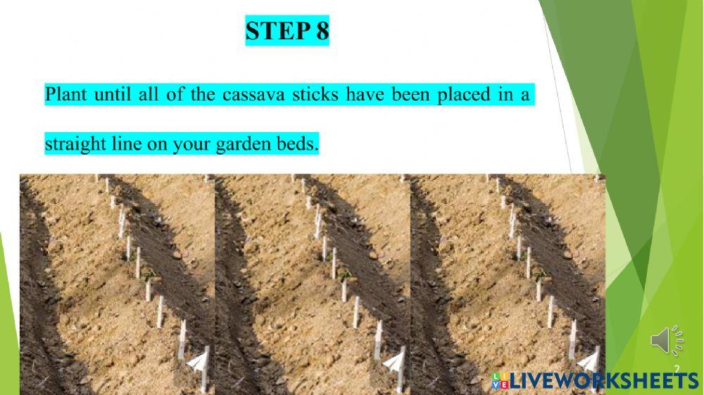 Planting Cassava Part 2 worksheet | Live Worksheets